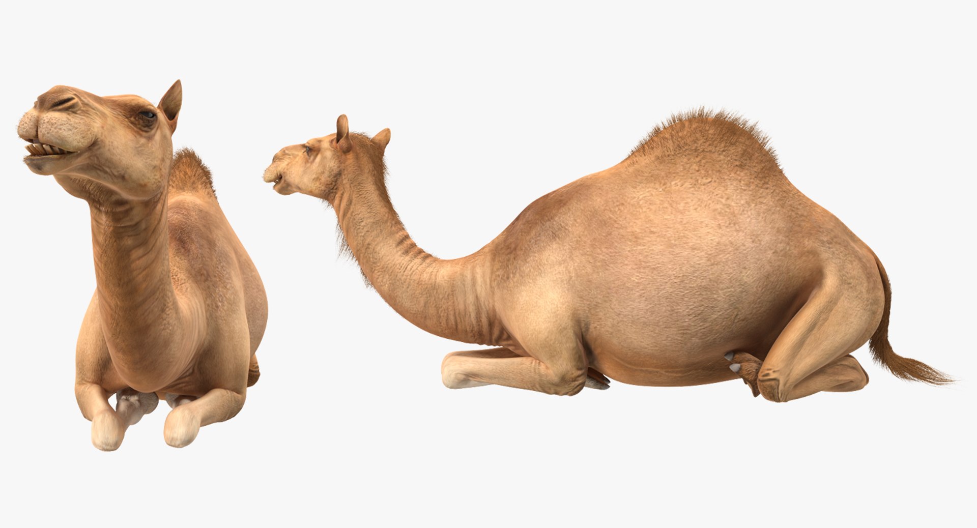 3d Model Camel Sitting Pose