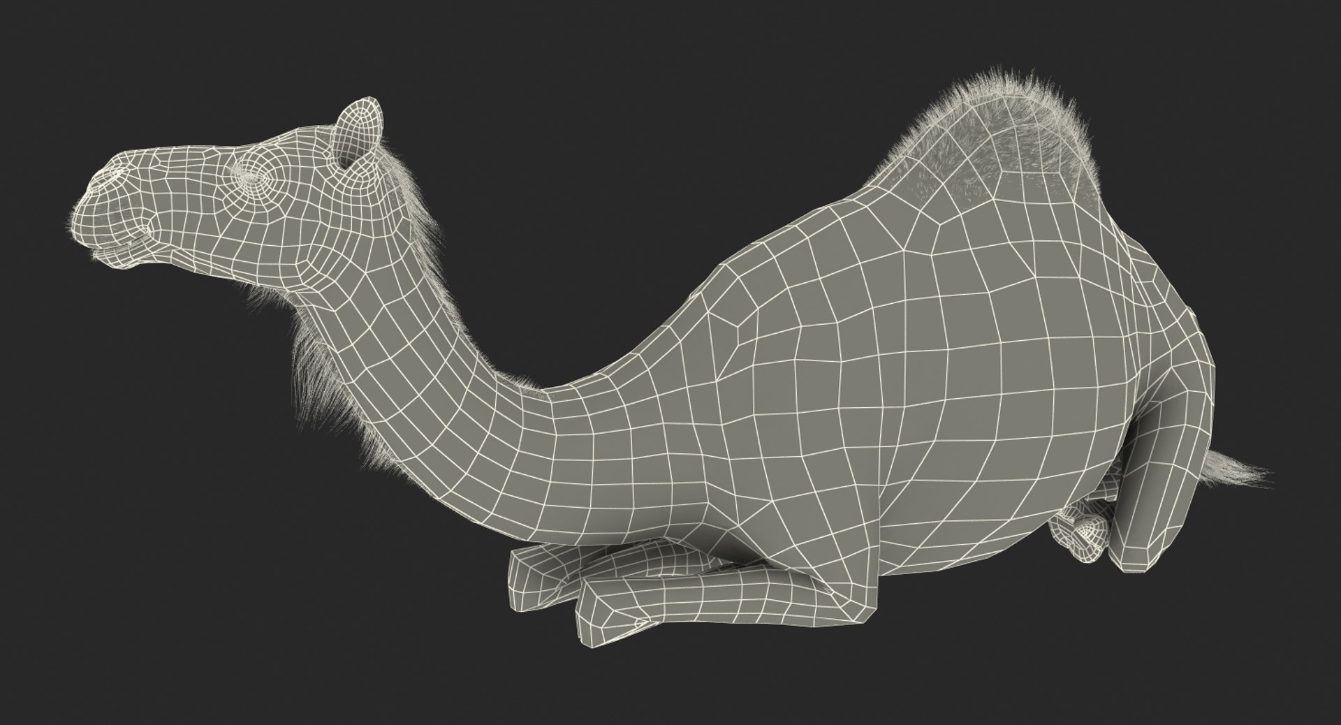 3d Model Camel Sitting Pose