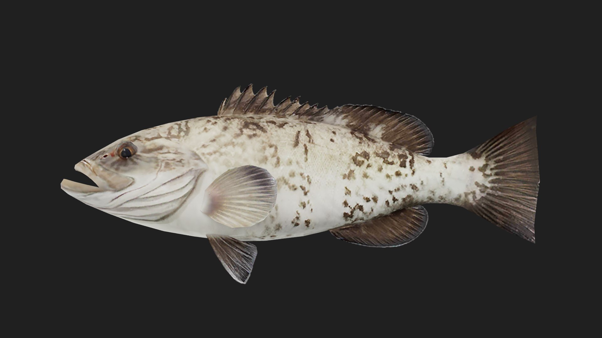 3D Bass Fish Model - TurboSquid 2123109