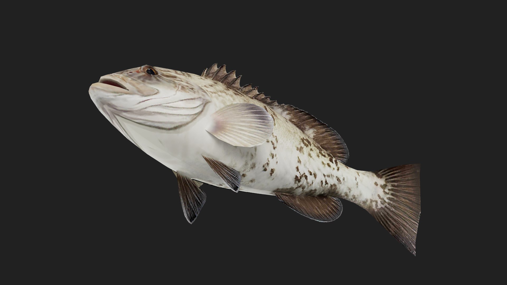 3D Bass Fish Model - TurboSquid 2123109