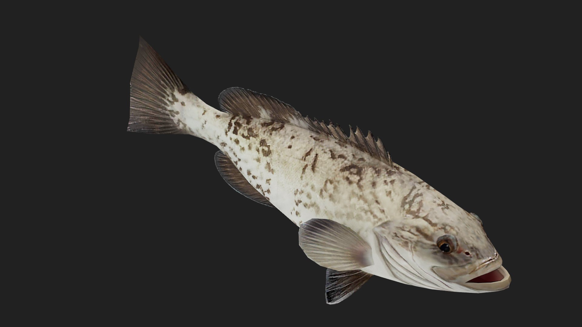 3D Bass Fish Model - TurboSquid 2123109