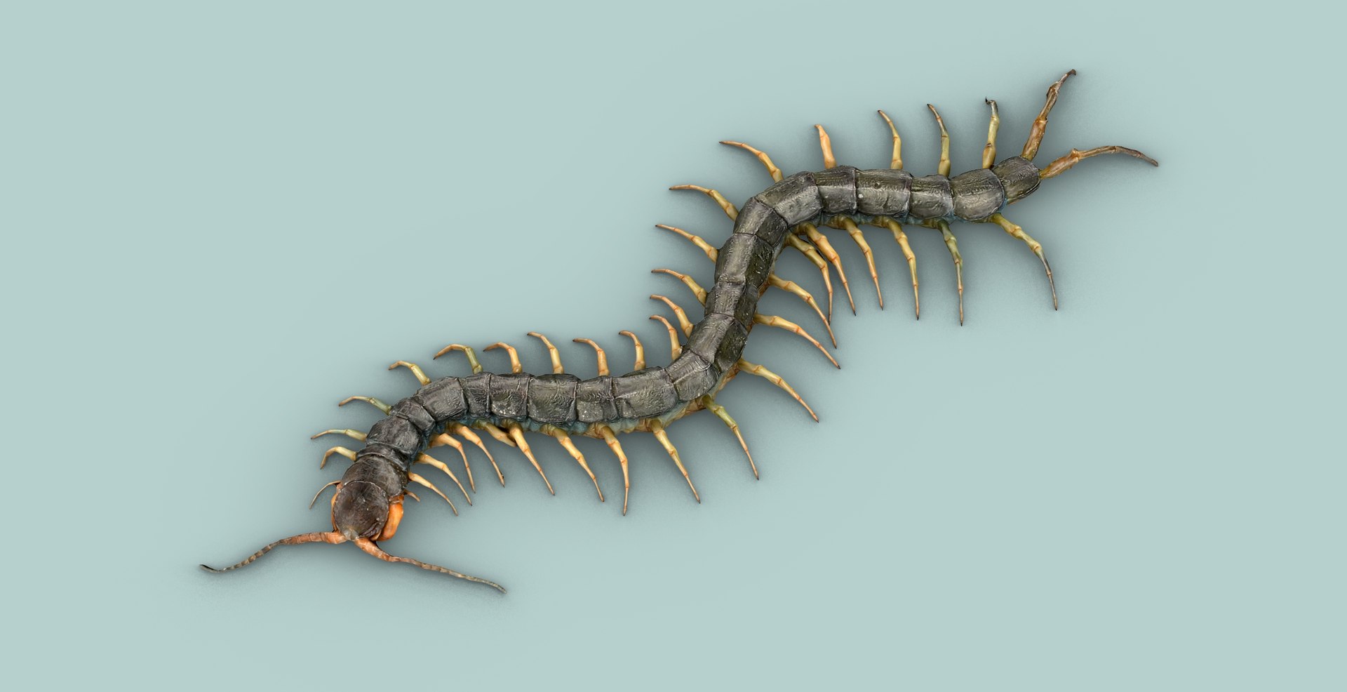 Centipede 3D Model - TurboSquid 2078673