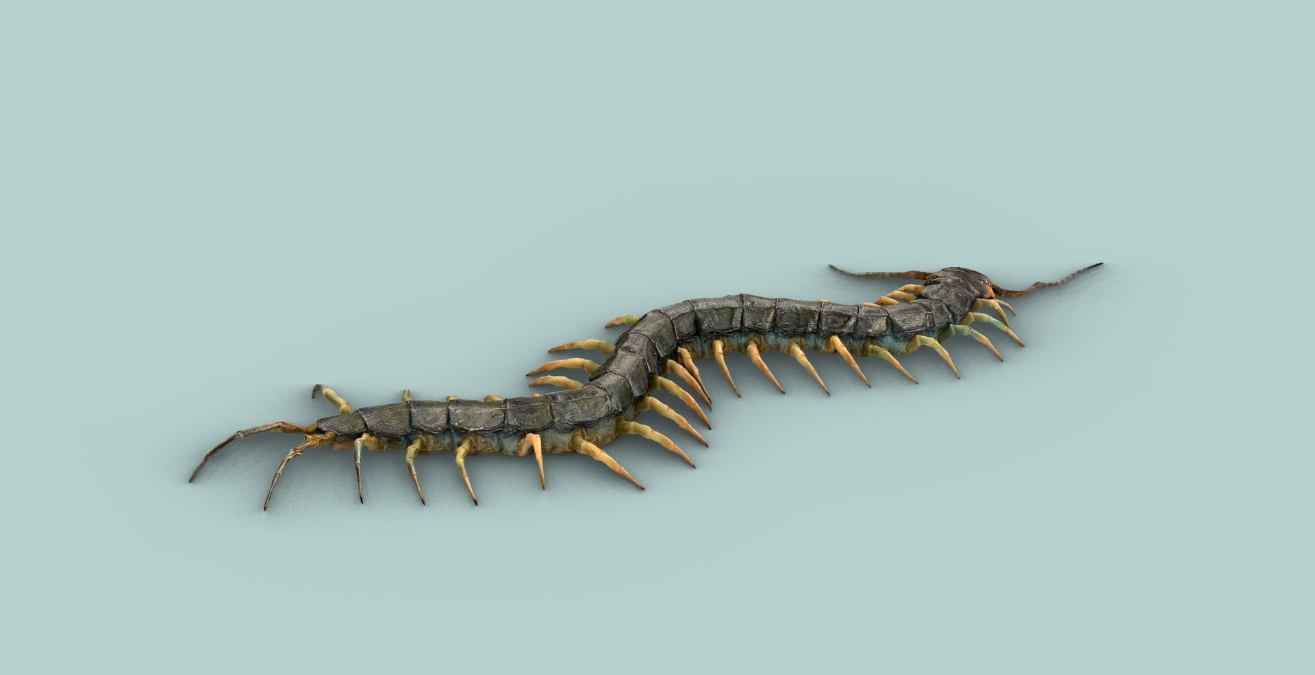 Centipede 3D Model - TurboSquid 2078673