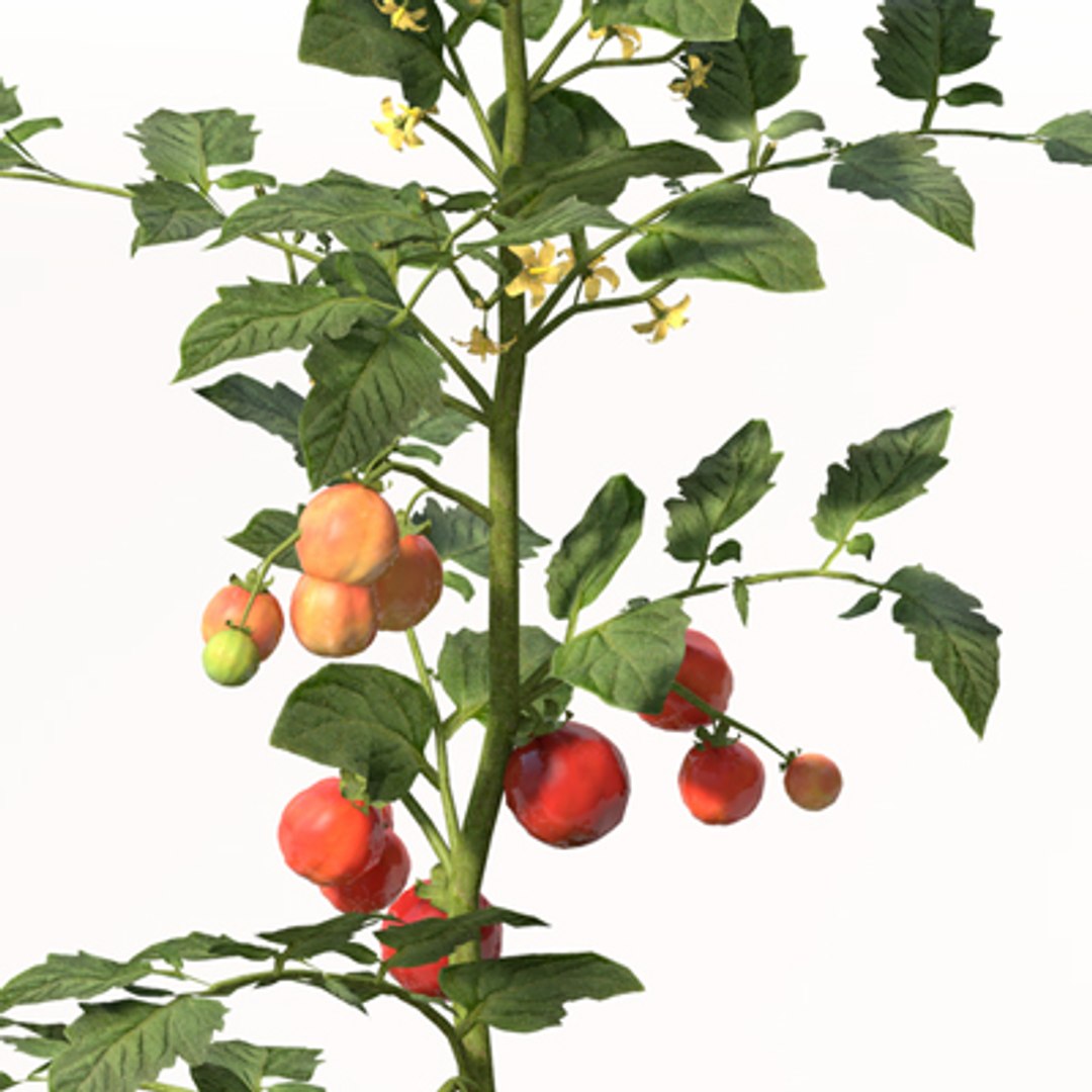 3d Agricultural Plants Xfrogplants Dvds Model