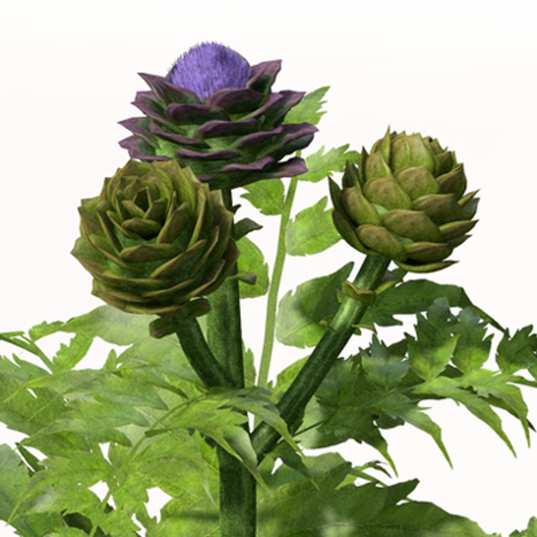 3d Agricultural Plants Xfrogplants Dvds Model