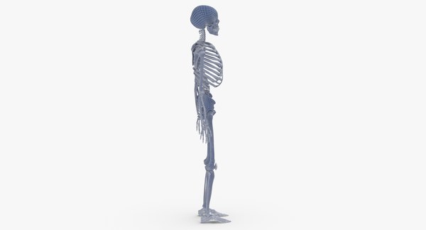 3D real human male skeleton bones - TurboSquid 1687670