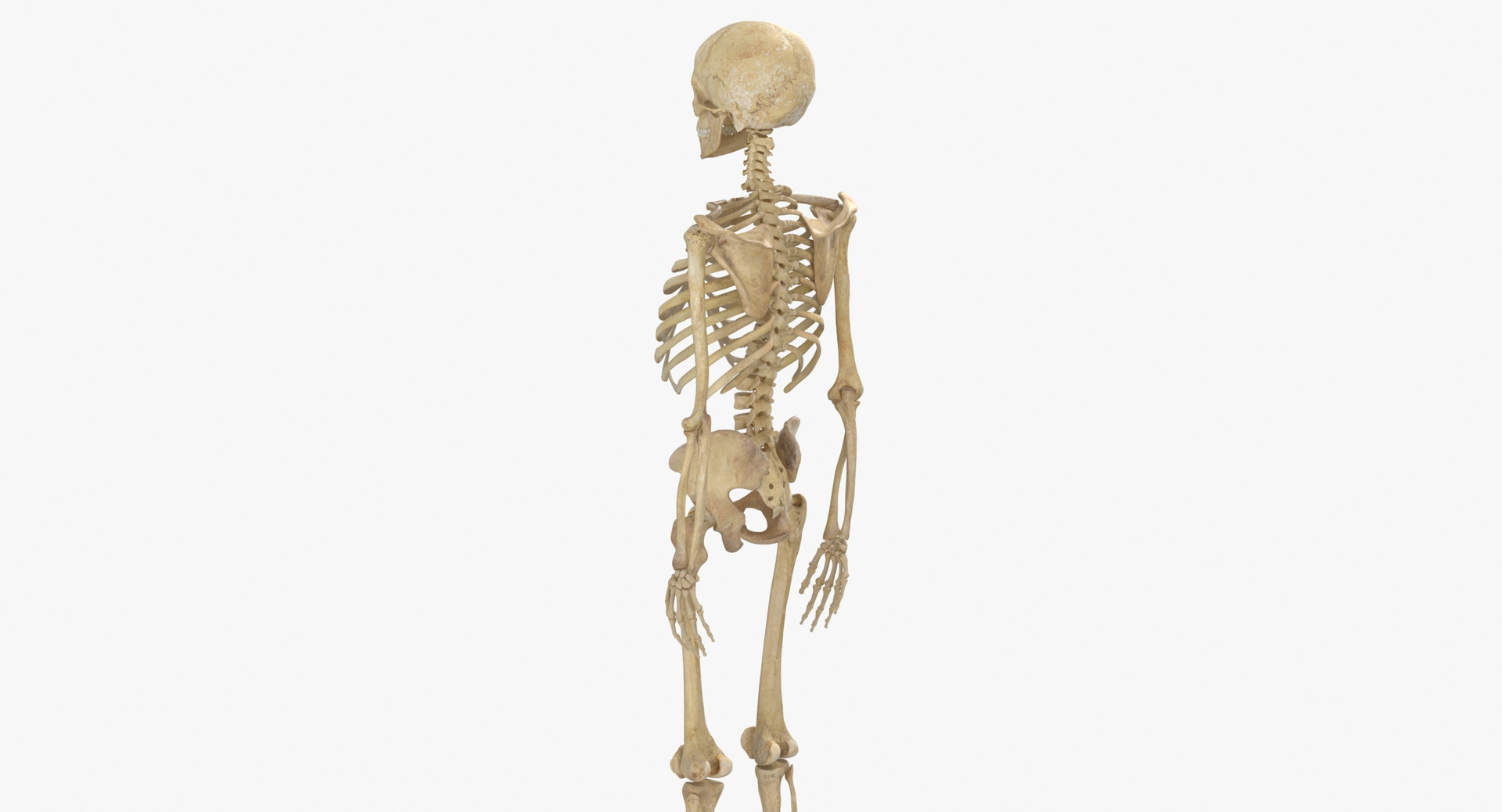 3D real human male skeleton bones - TurboSquid 1687670