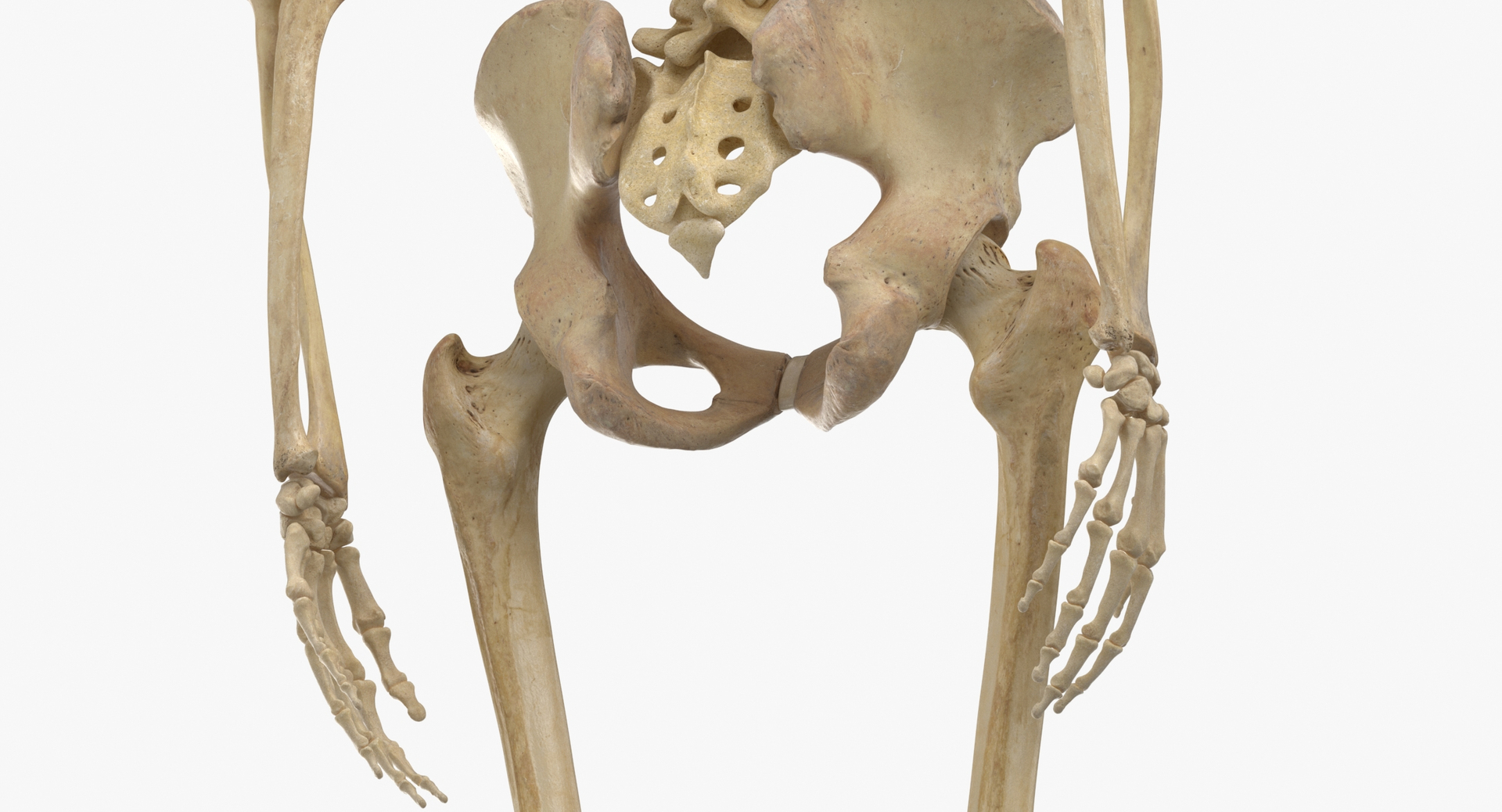 3D real human male skeleton bones - TurboSquid 1687670