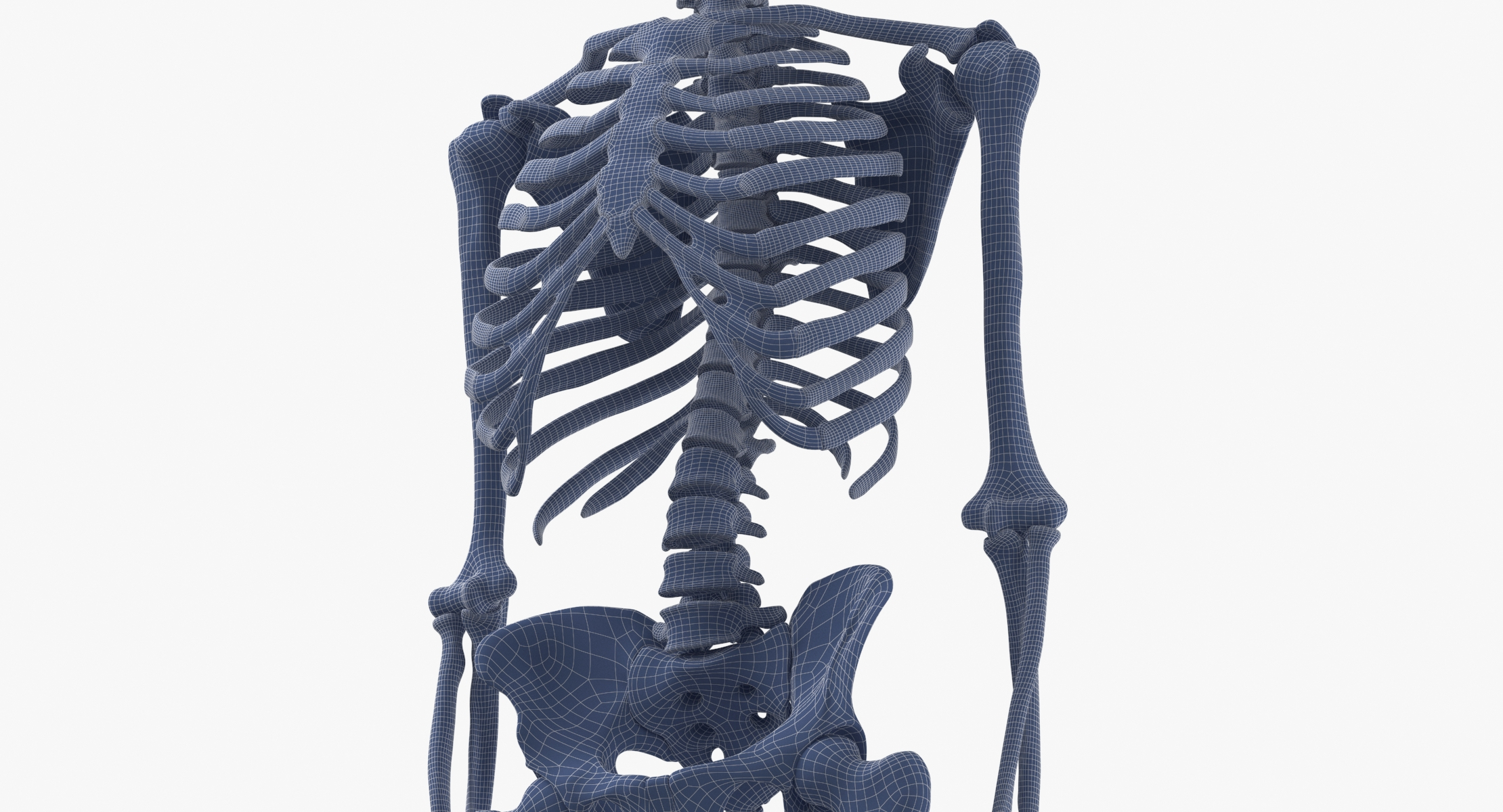 3D real human male skeleton bones - TurboSquid 1687670