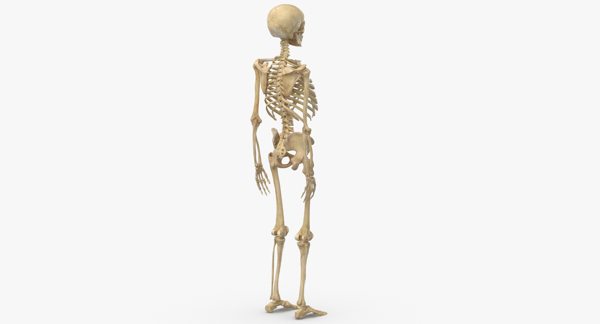 3D real human male skeleton bones - TurboSquid 1687670