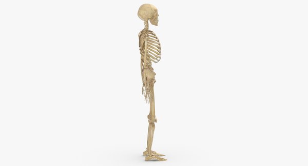3D real human male skeleton bones - TurboSquid 1687670