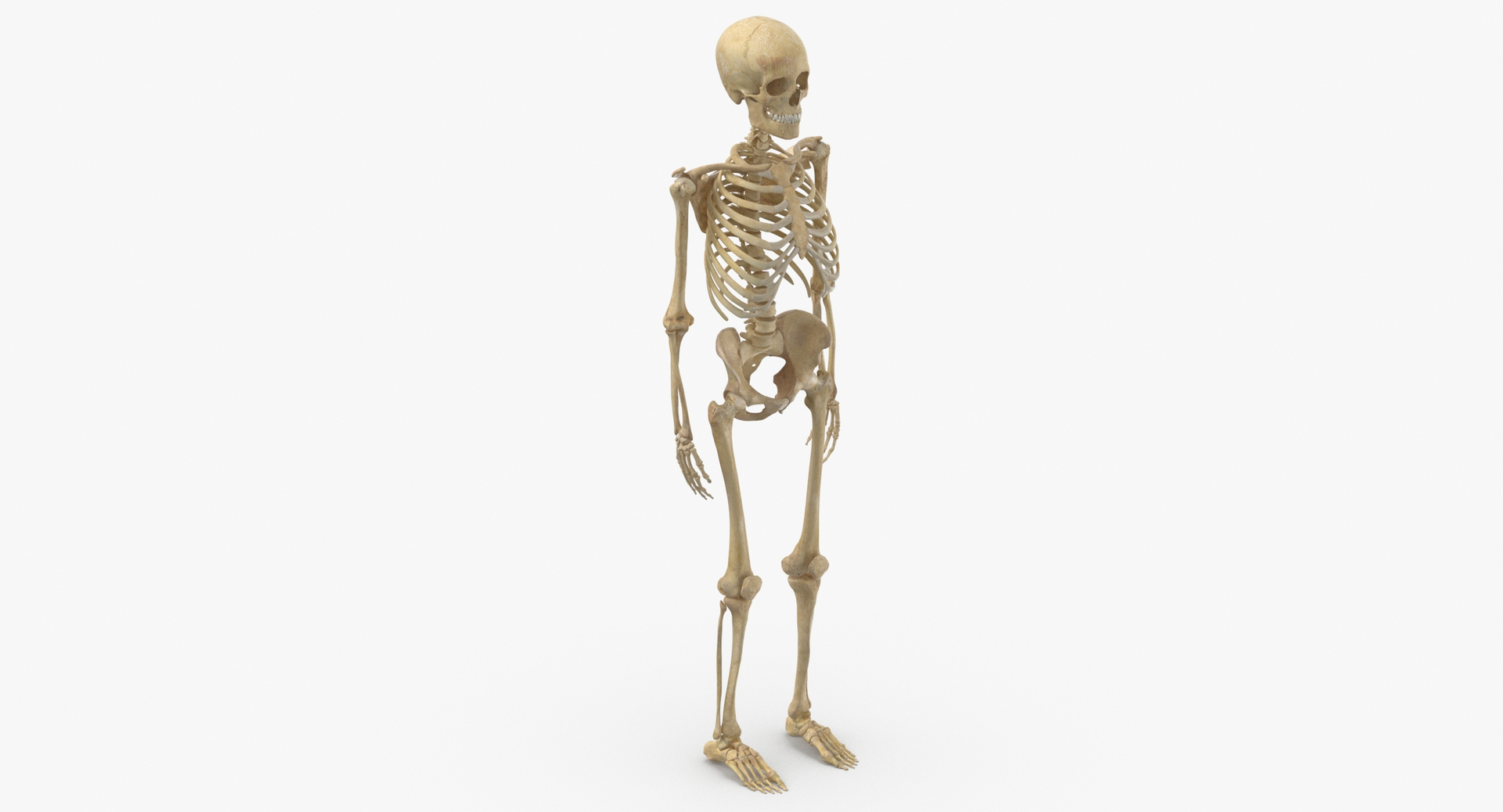 3D real human male skeleton bones - TurboSquid 1687670