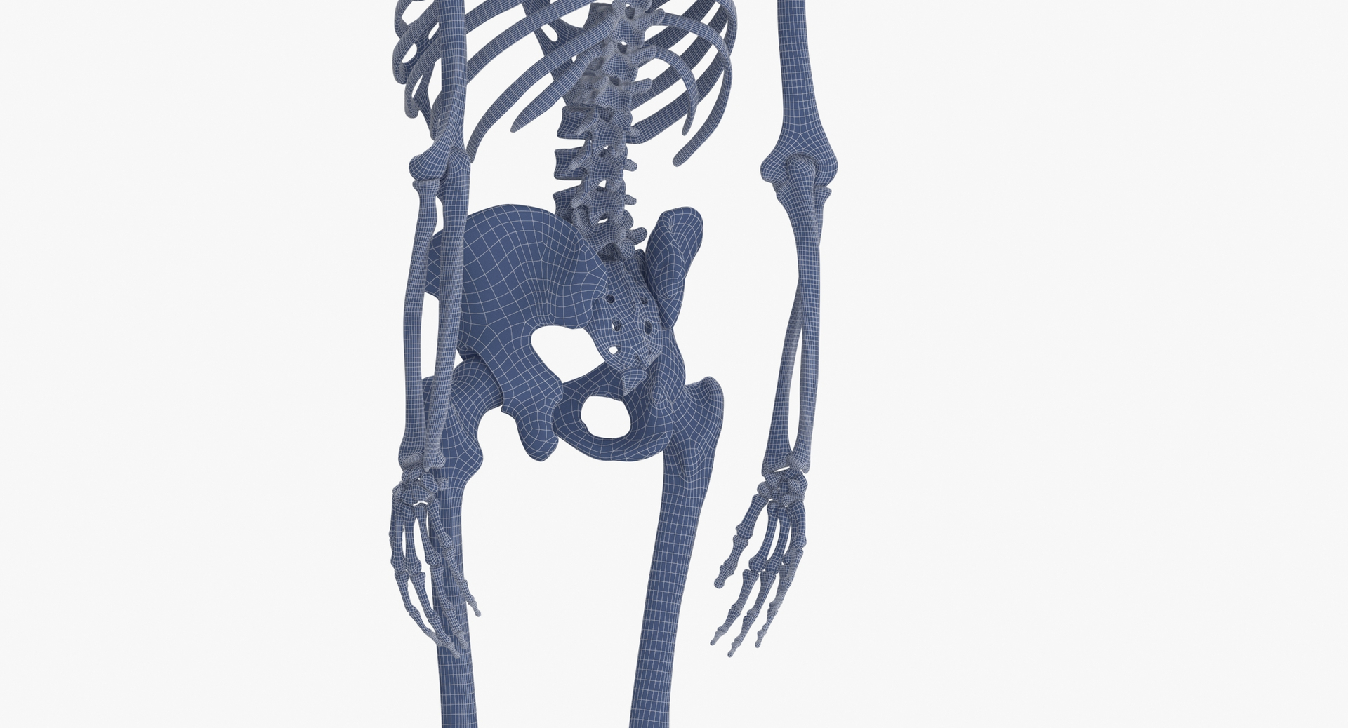 3D real human male skeleton bones - TurboSquid 1687670