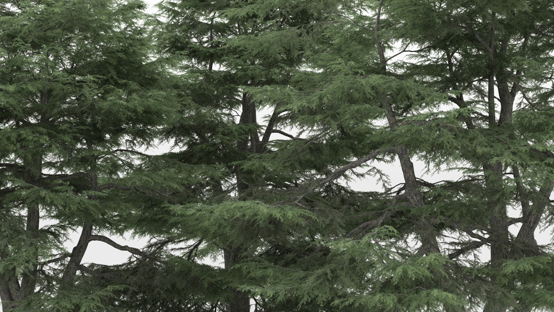 3D Model 5-5 Cedrus Libani Trees - TurboSquid 1808298