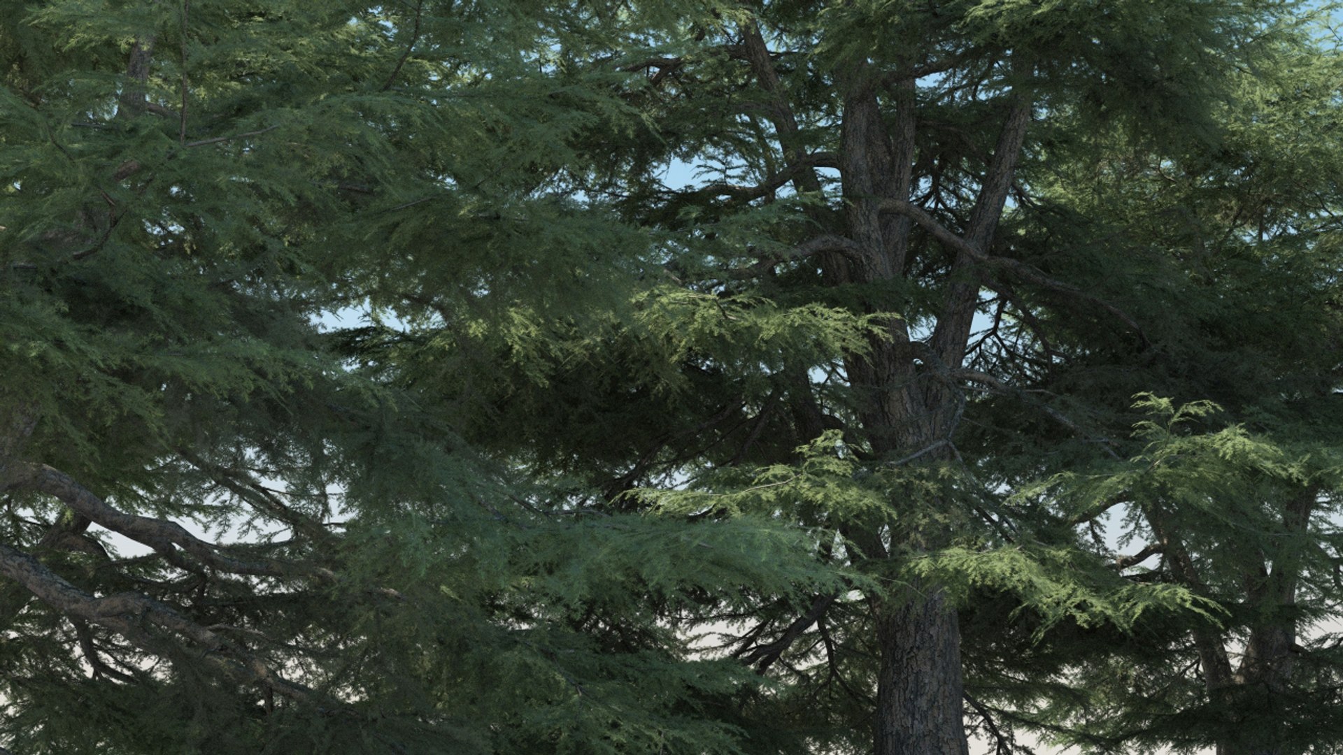 3D Model 5-5 Cedrus Libani Trees - TurboSquid 1808298