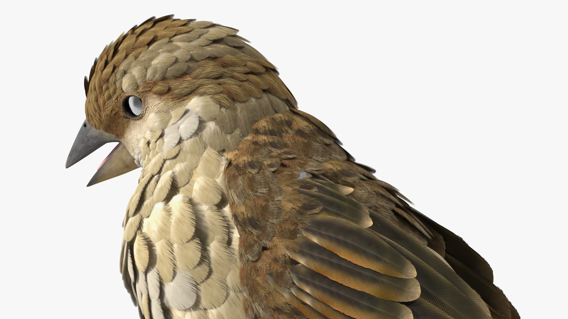 House Sparrow With Folded Wings Model - TurboSquid 2149412