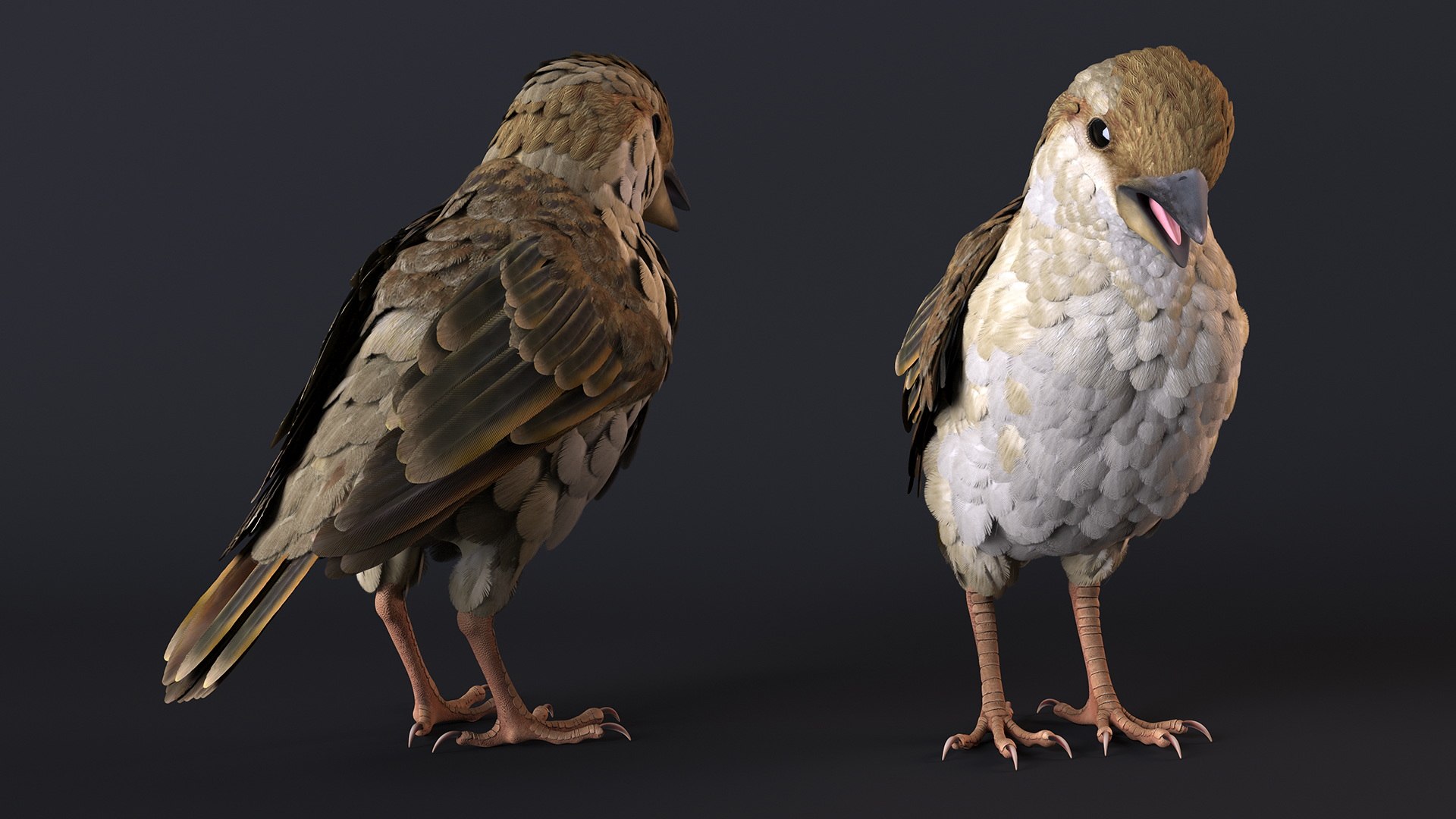 House Sparrow With Folded Wings Model - TurboSquid 2149412