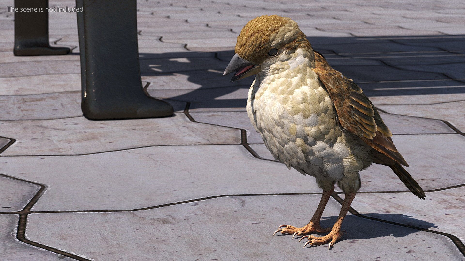 House Sparrow With Folded Wings Model - TurboSquid 2149412
