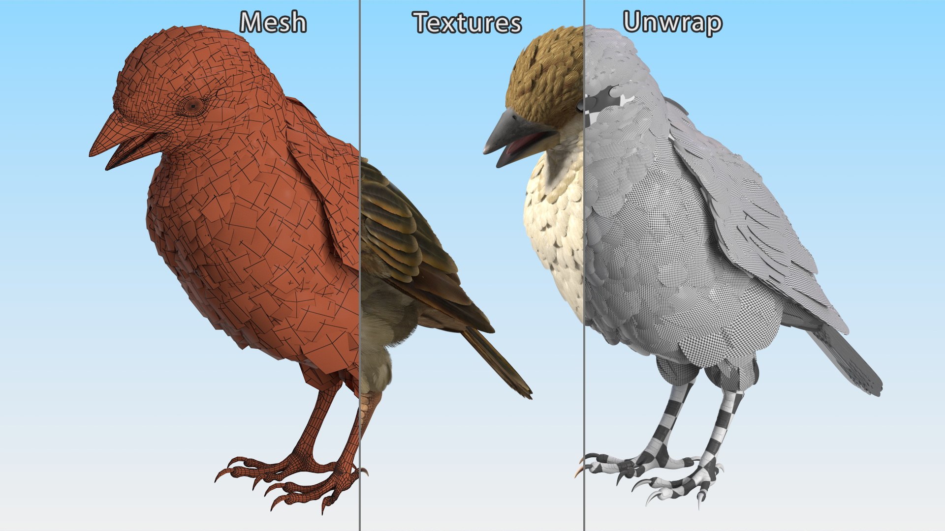 House Sparrow With Folded Wings Model - TurboSquid 2149412