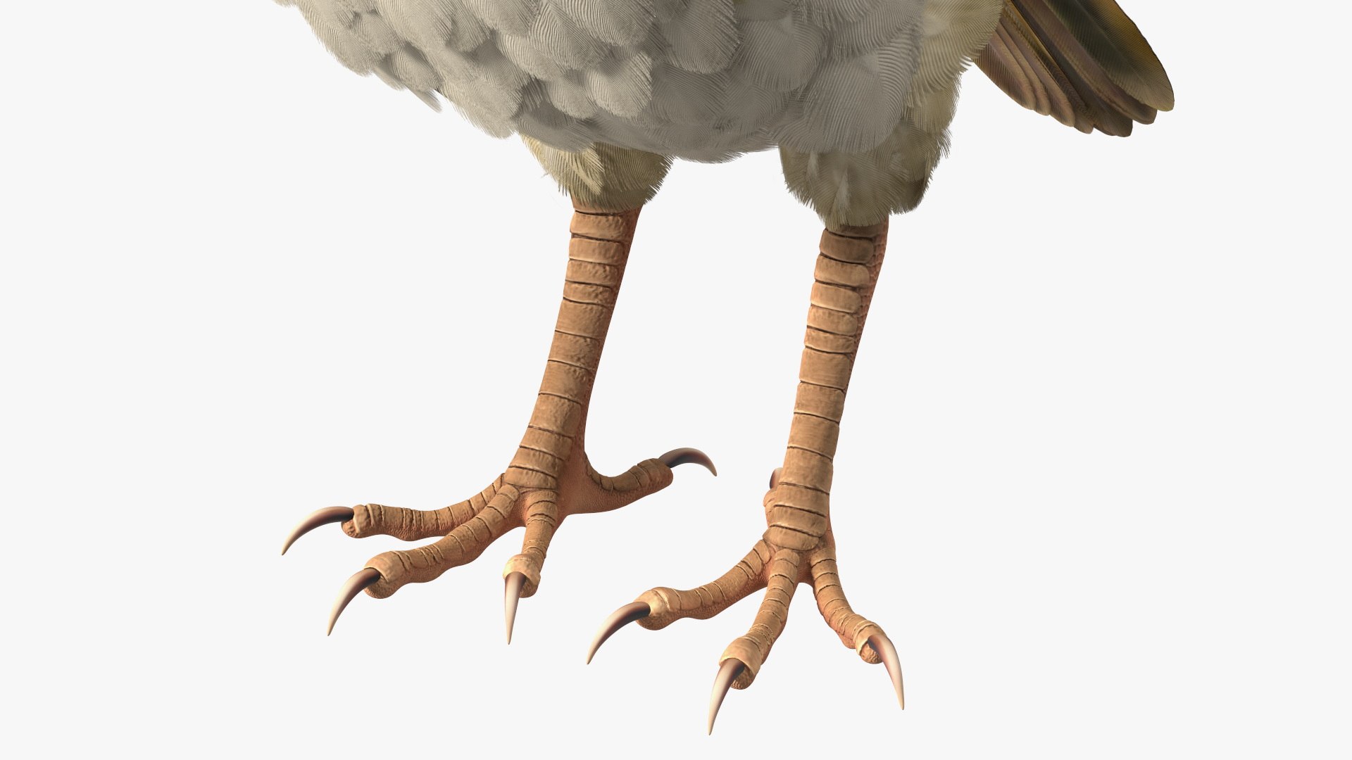 House Sparrow With Folded Wings Model - TurboSquid 2149412