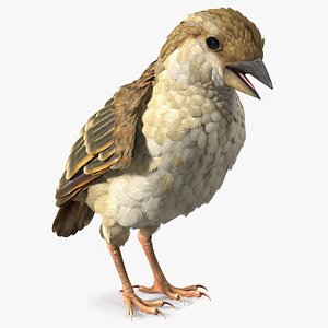 3D Sparrow Models - Browse & Download Formats - TurboSquid