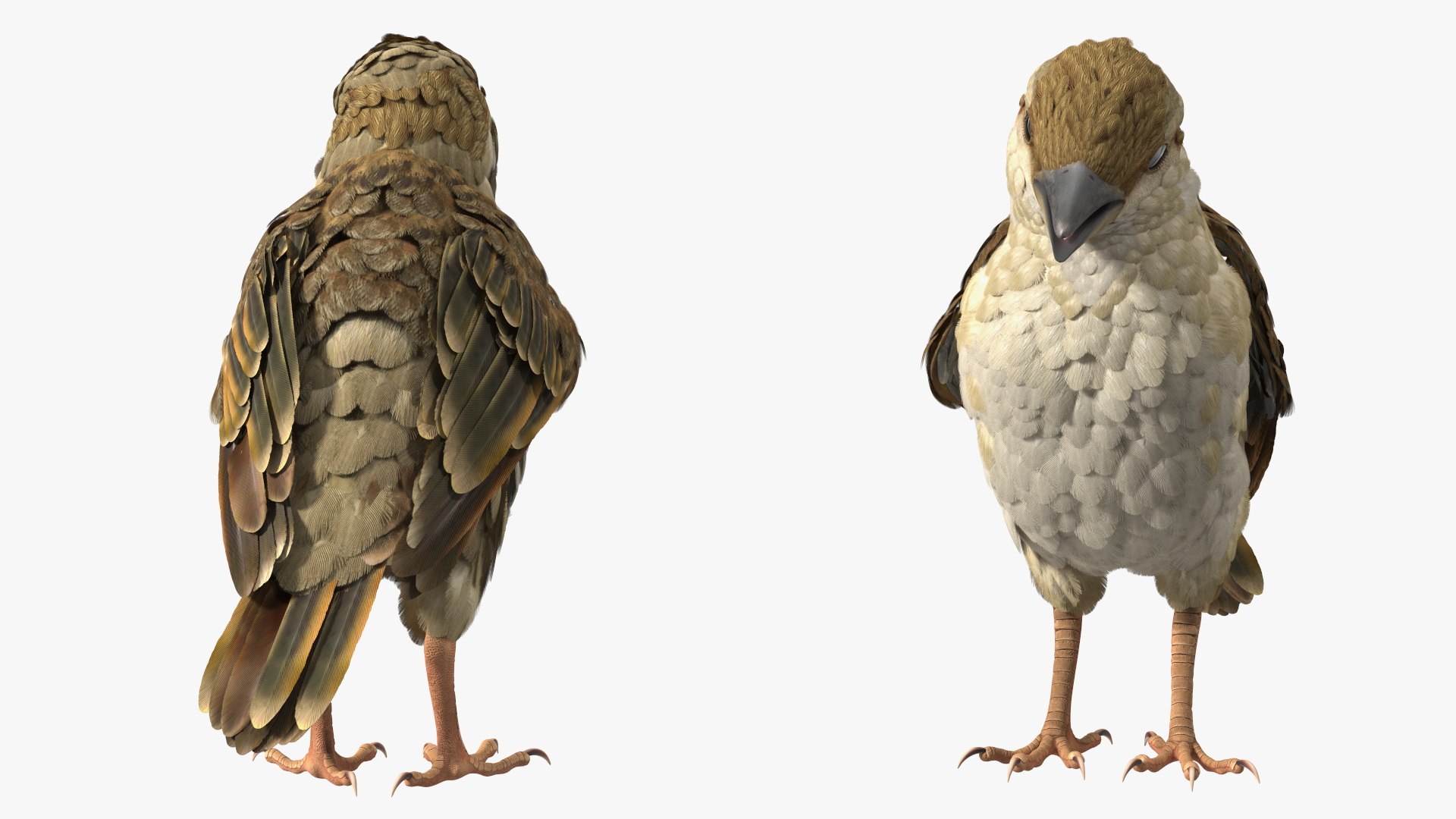 House Sparrow With Folded Wings Model - TurboSquid 2149412