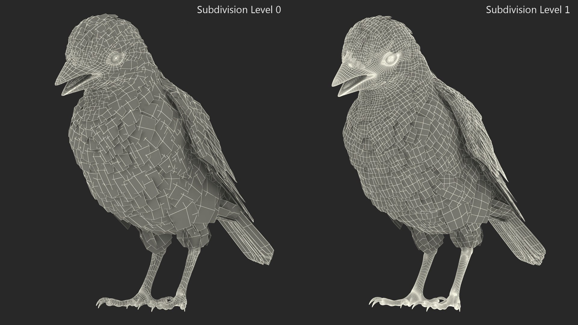 House Sparrow With Folded Wings Model - TurboSquid 2149412