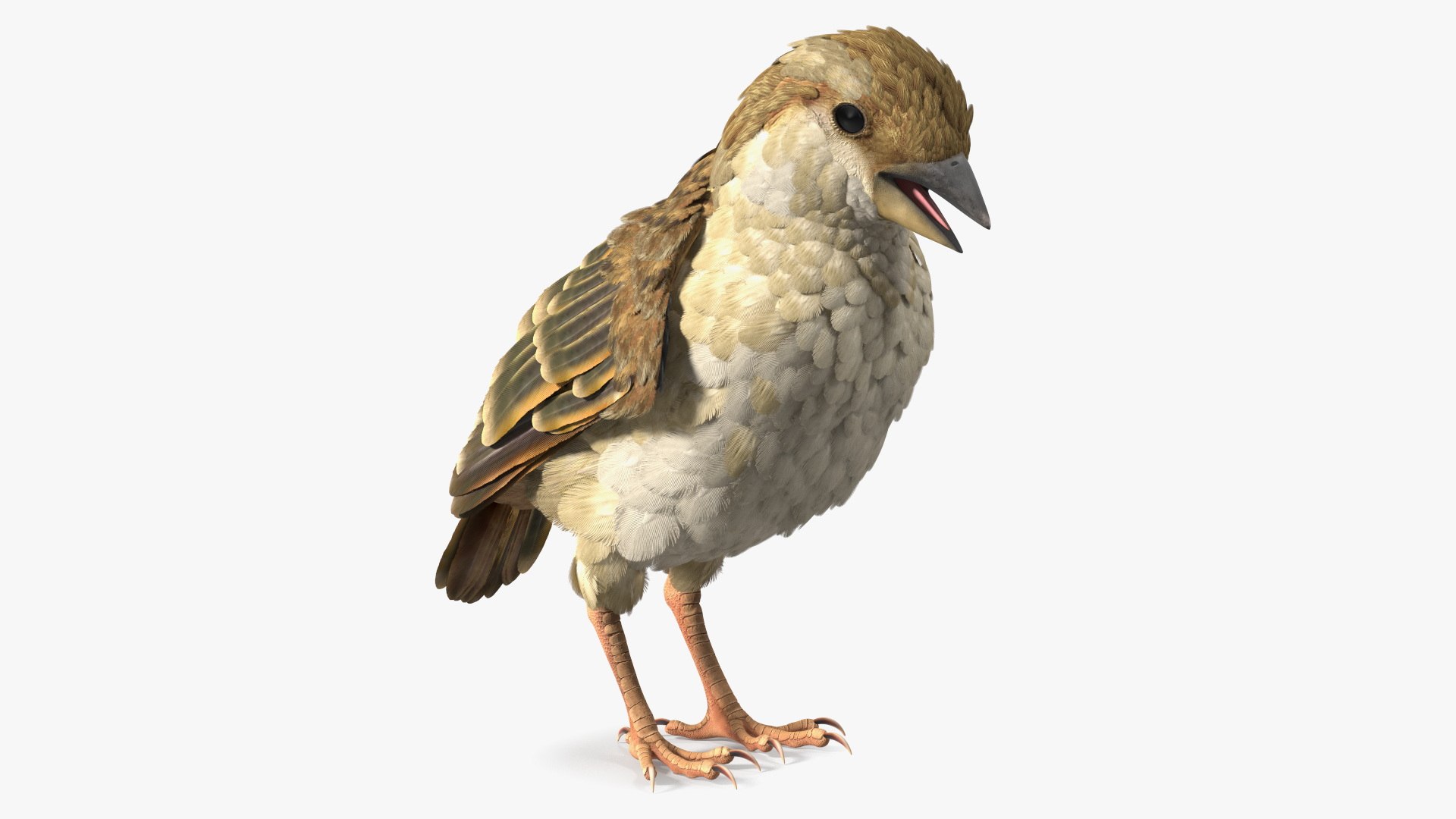 House Sparrow with Folded Wings model - TurboSquid 2149412