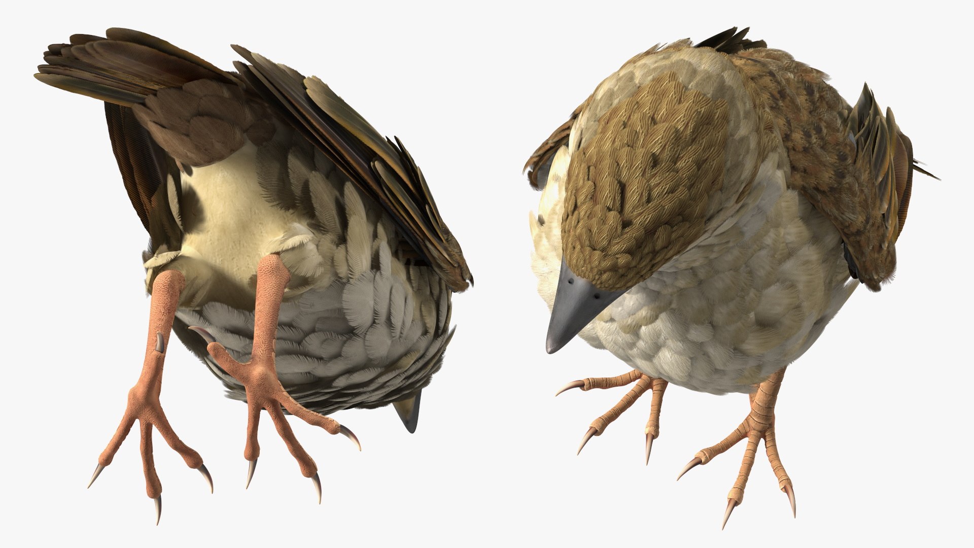 House Sparrow With Folded Wings Model - TurboSquid 2149412