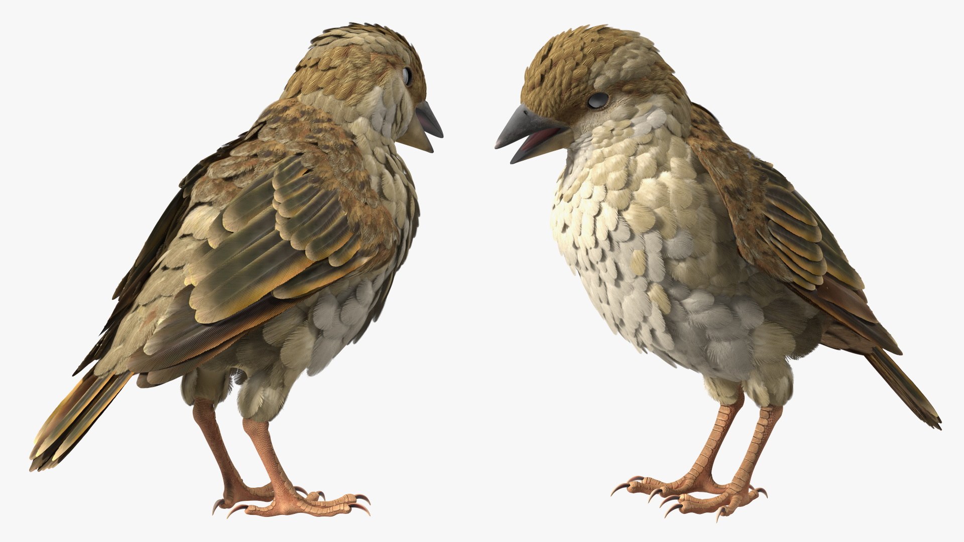 House Sparrow with Folded Wings model - TurboSquid 2149412