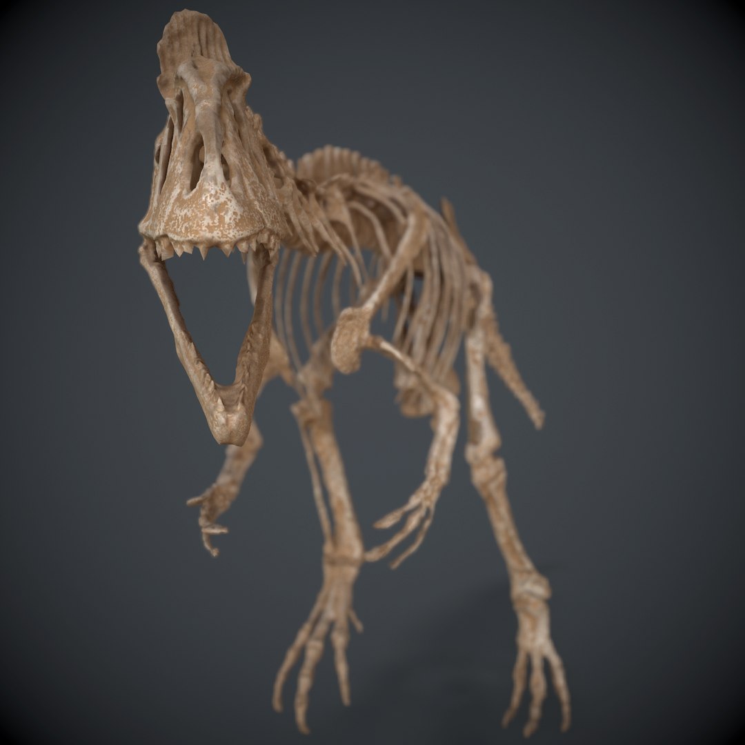 Allosaur Skeleton 3d Obj