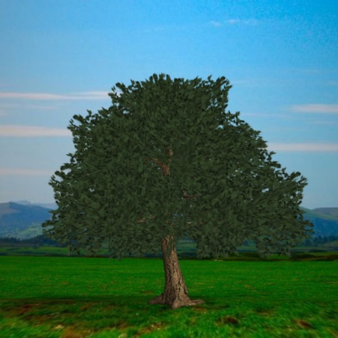 3d model of oak tree pl