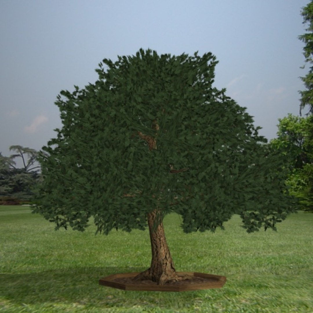 3d Model Of Oak Tree Pl