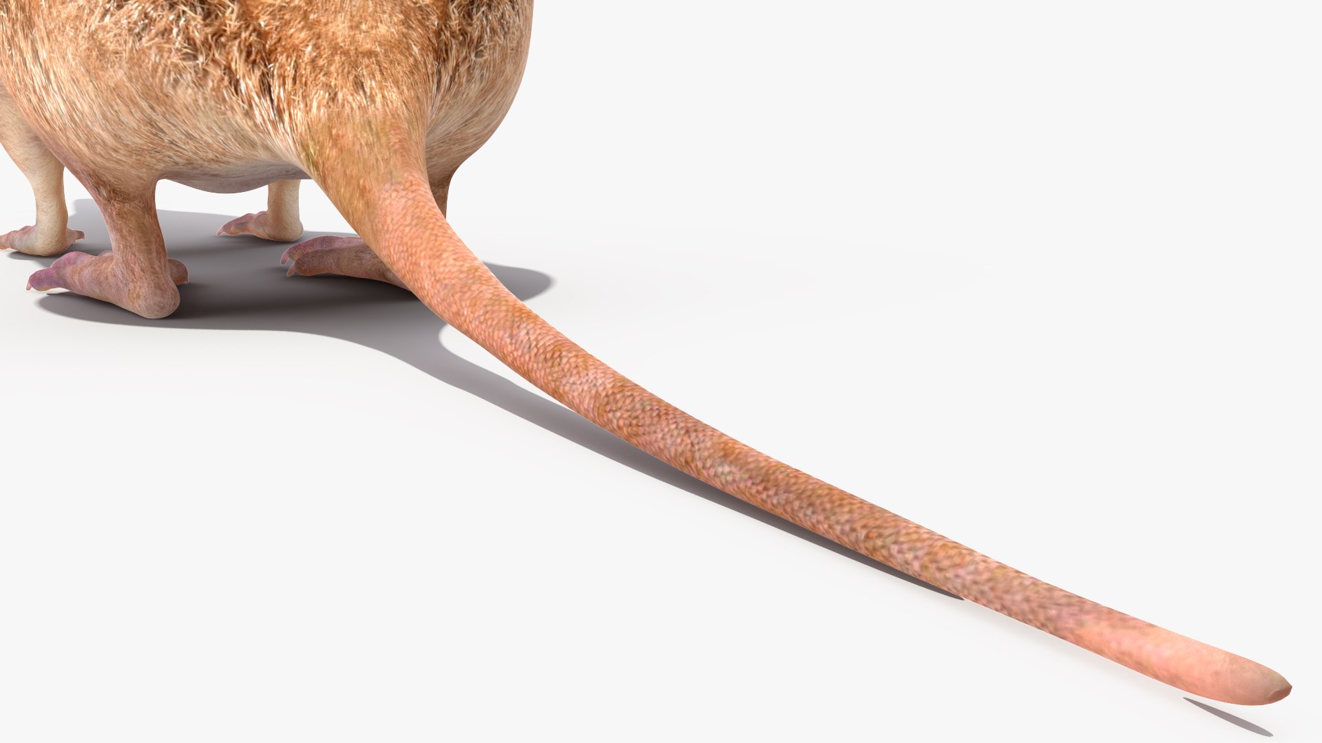 3D Shrew Mammal Basic Pose Model - TurboSquid 2164587