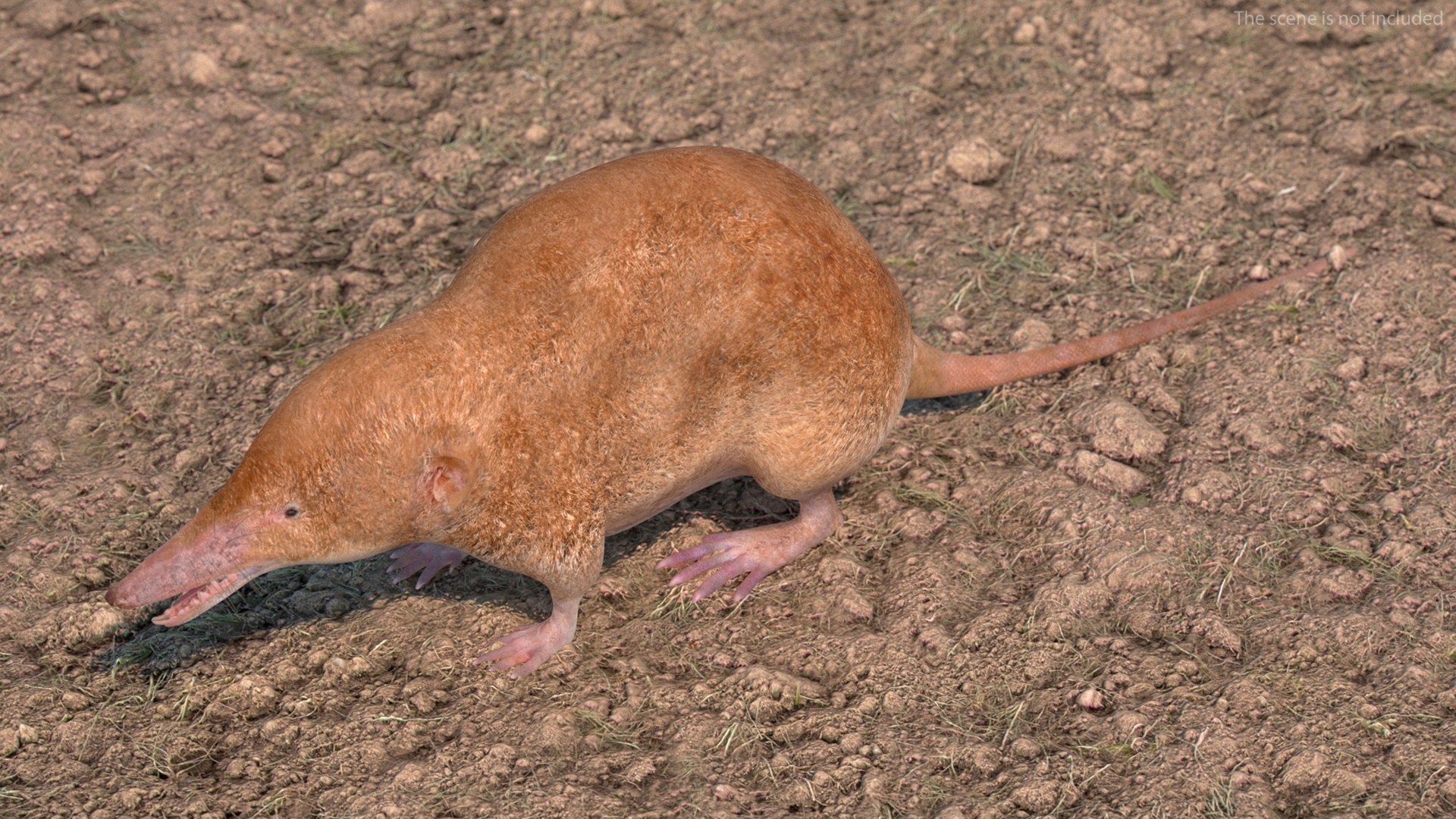 3D Shrew Mammal Basic Pose Model - TurboSquid 2164587