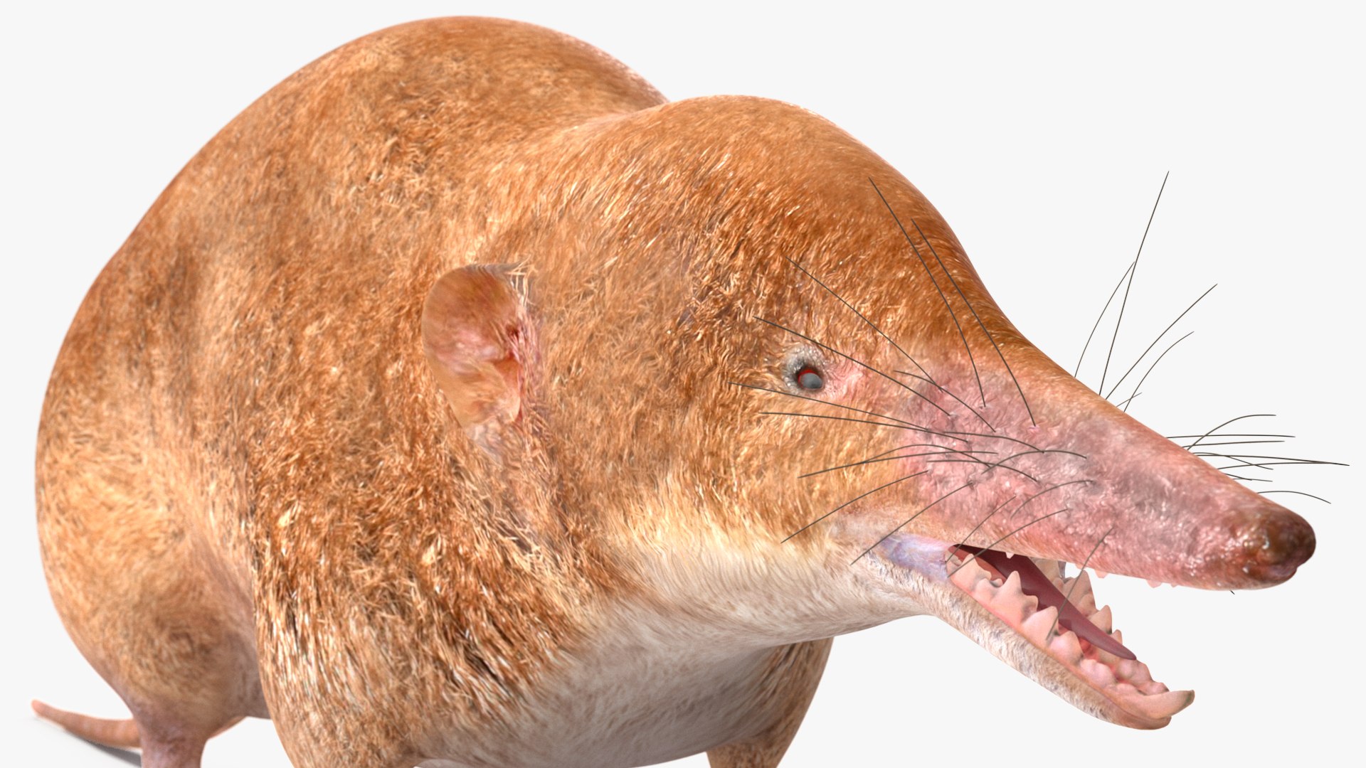 3D Shrew Mammal Basic Pose Model - TurboSquid 2164587