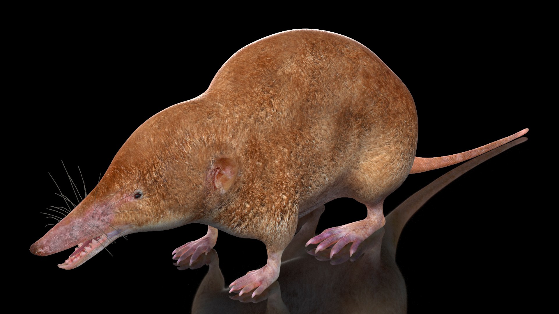 3D Shrew Mammal Basic Pose Model - TurboSquid 2164587