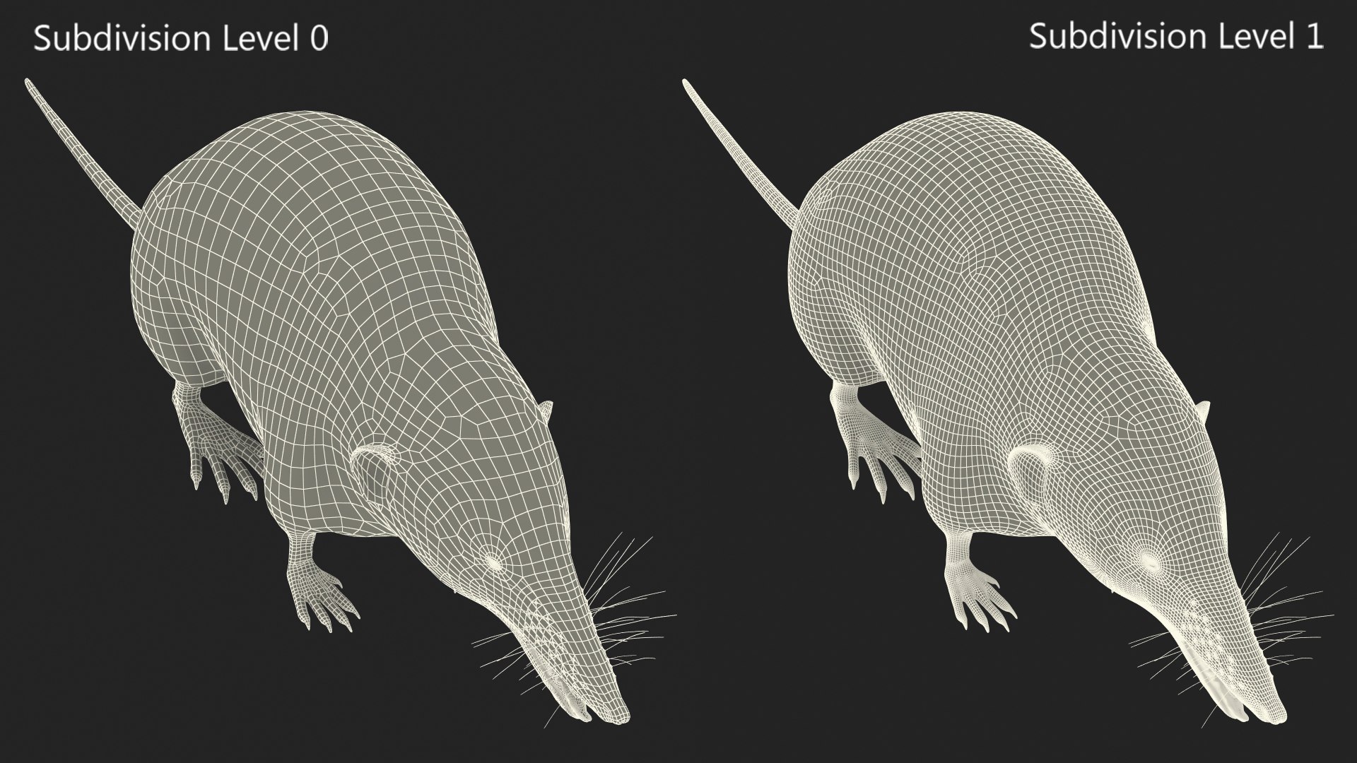 3D Shrew Mammal Basic Pose Model - TurboSquid 2164587