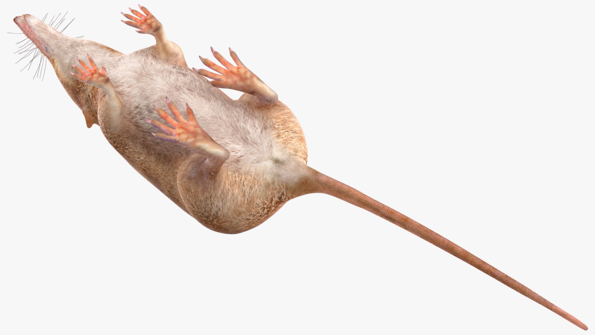 3D Shrew Mammal Basic Pose Model - TurboSquid 2164587
