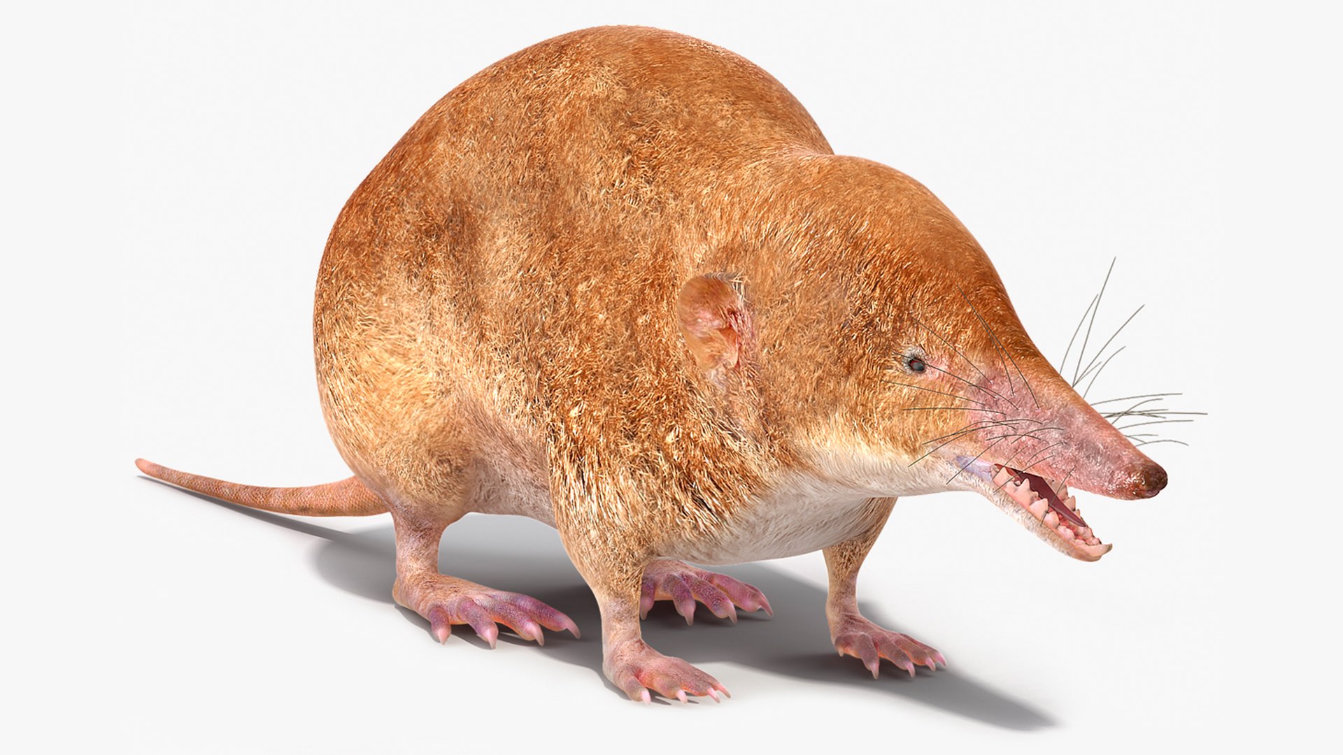3D Shrew Mammal Basic Pose model - TurboSquid 2164587