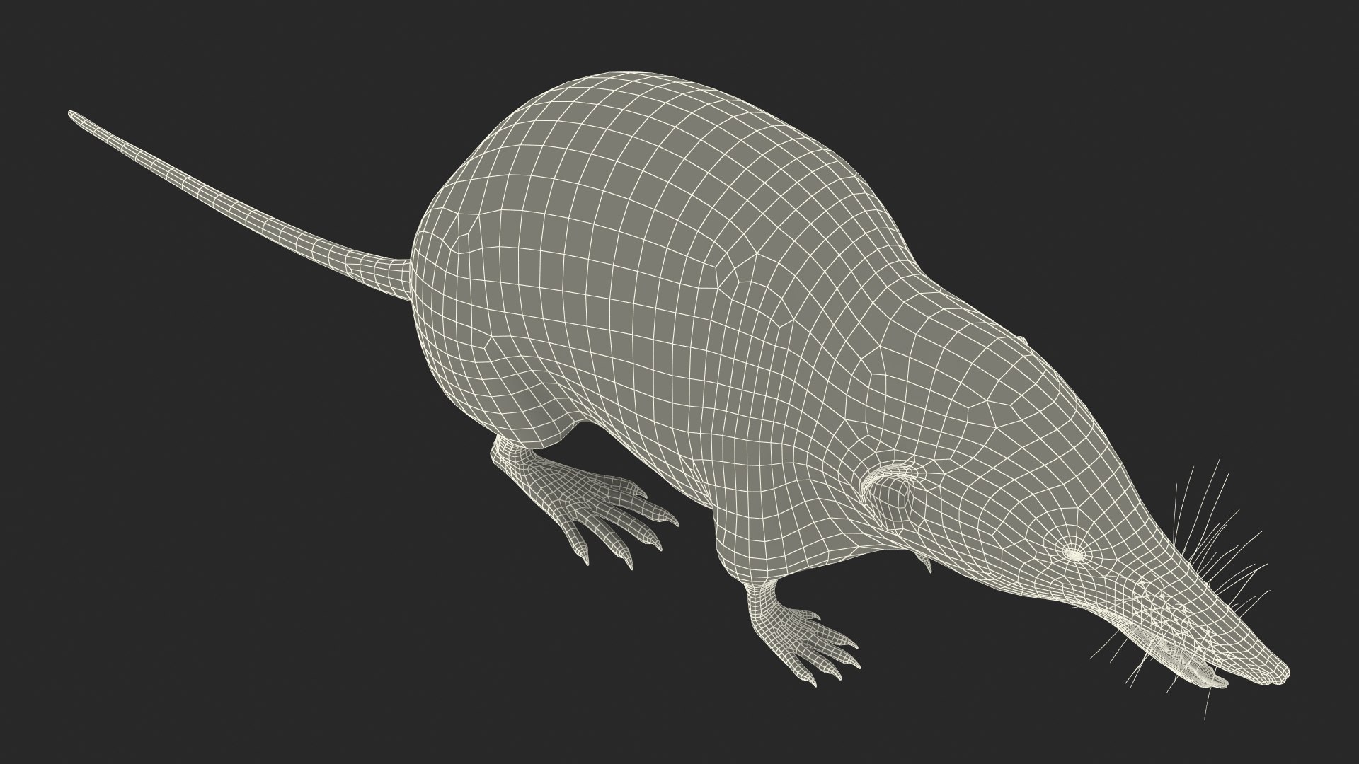 3D Shrew Mammal Basic Pose Model - TurboSquid 2164587