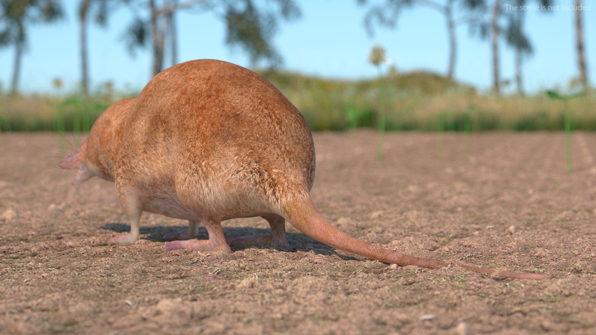 3D Shrew Mammal Basic Pose Model - TurboSquid 2164587