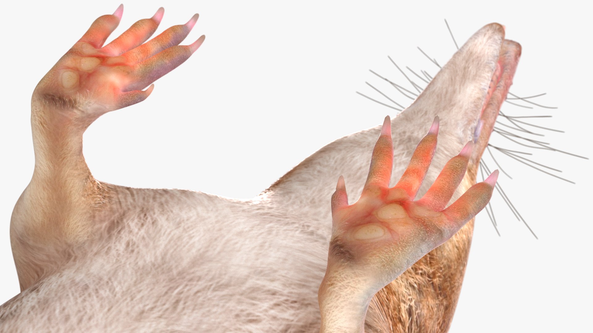 3D Shrew Mammal Basic Pose model - TurboSquid 2164587