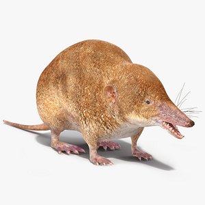 3D Mole Models | TurboSquid