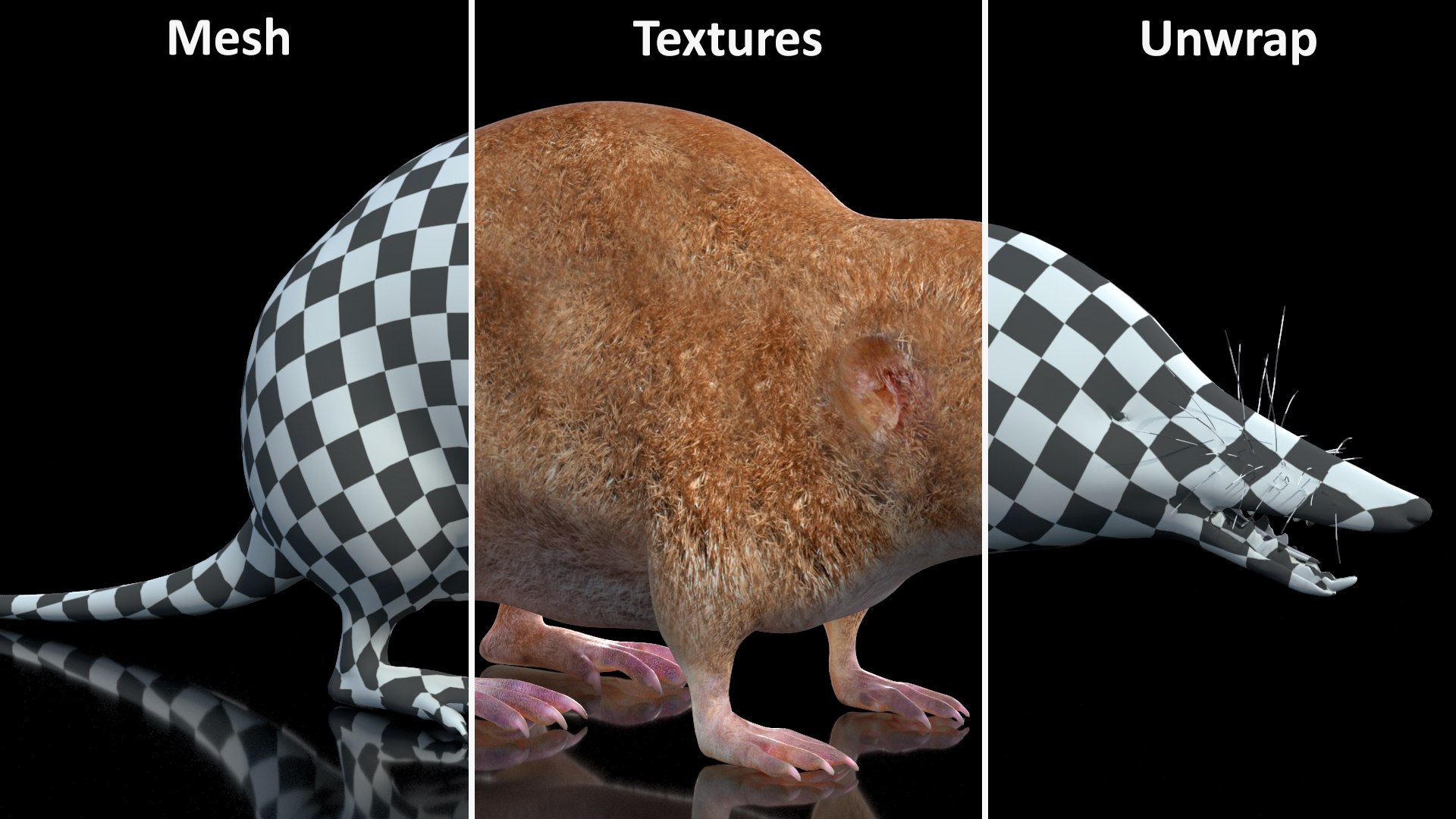3D Shrew Mammal Basic Pose Model - TurboSquid 2164587