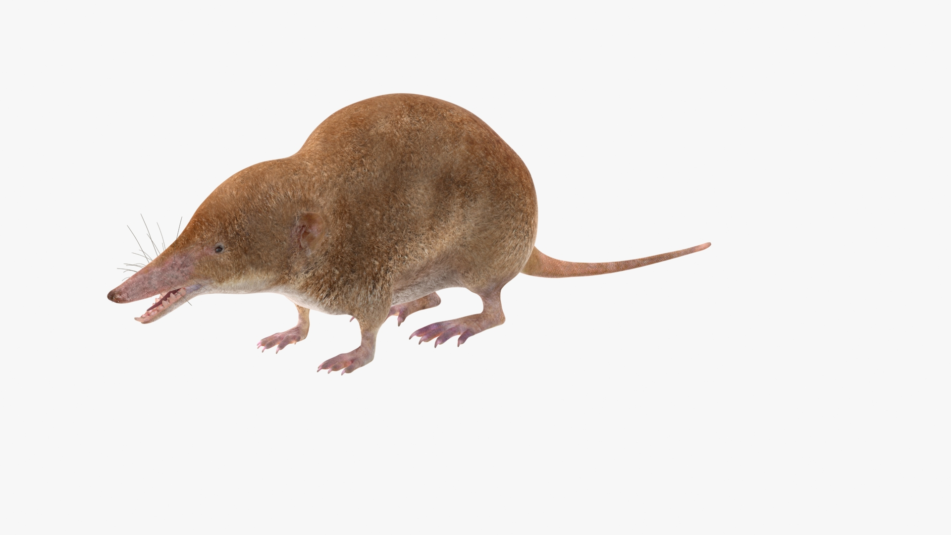 3D Shrew Mammal Basic Pose Model - TurboSquid 2164587
