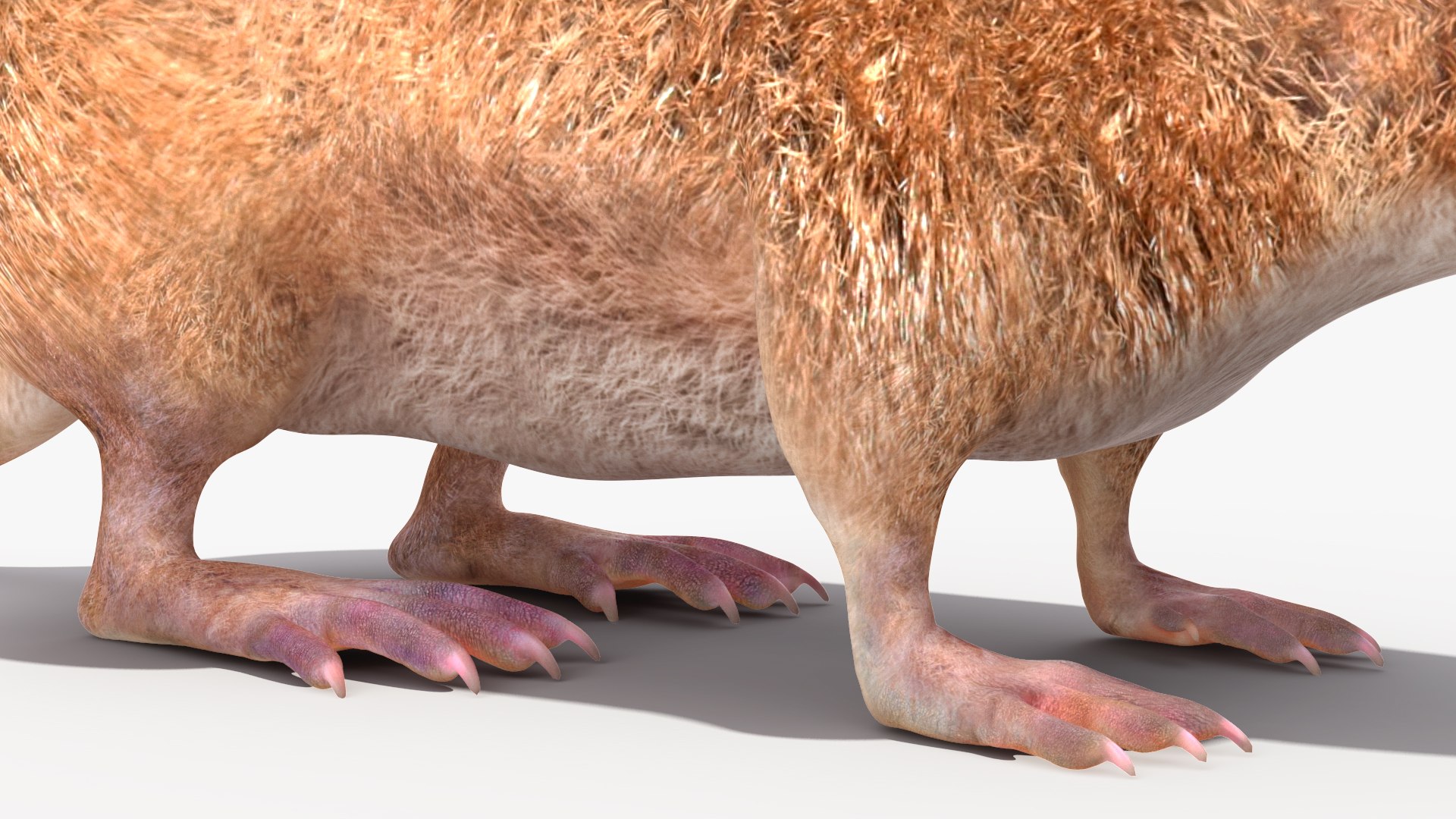 3D Shrew Mammal Basic Pose Model - TurboSquid 2164587
