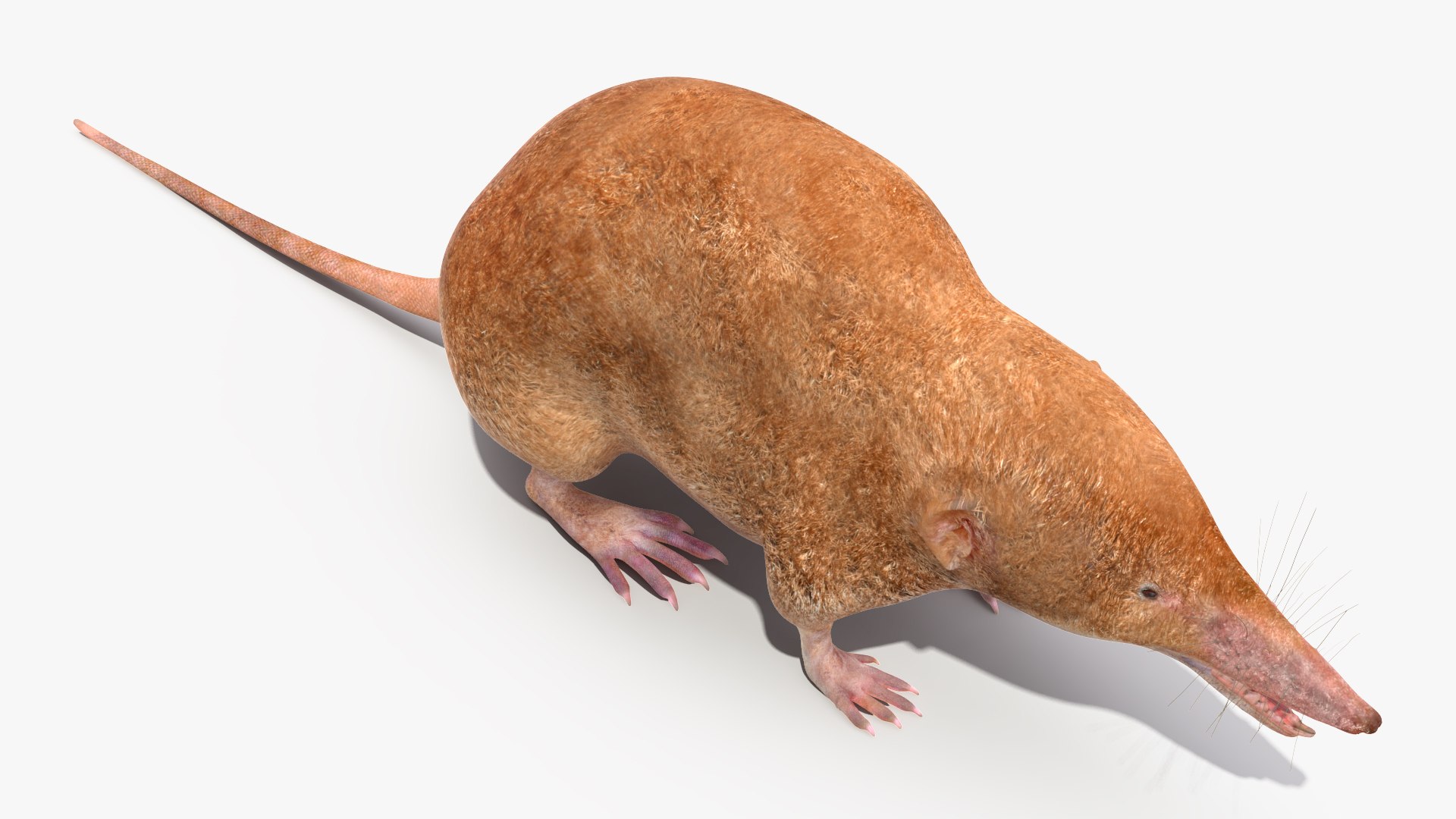 3D Shrew Mammal Basic Pose Model - TurboSquid 2164587