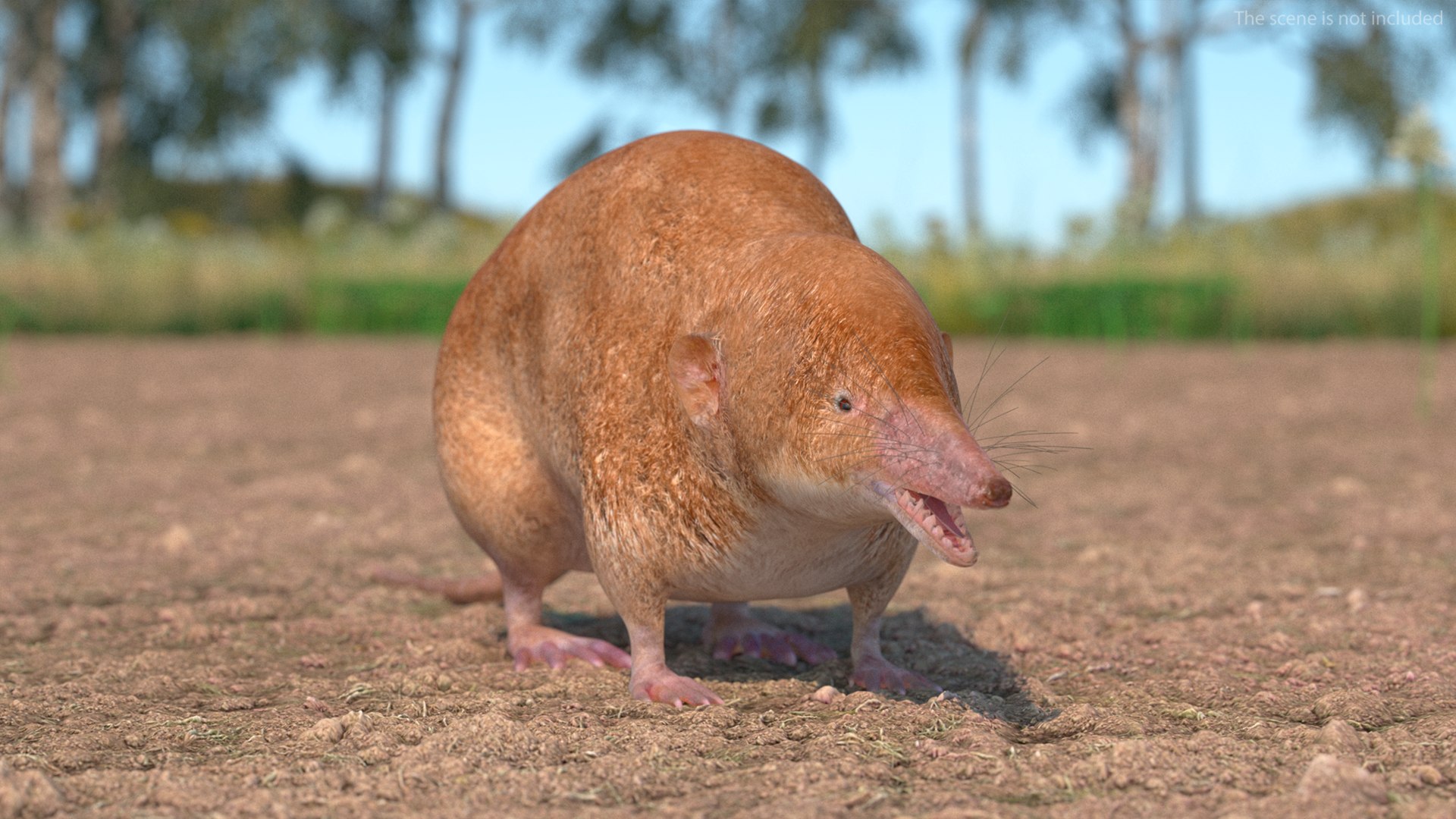 3D Shrew Mammal Basic Pose Model - TurboSquid 2164587