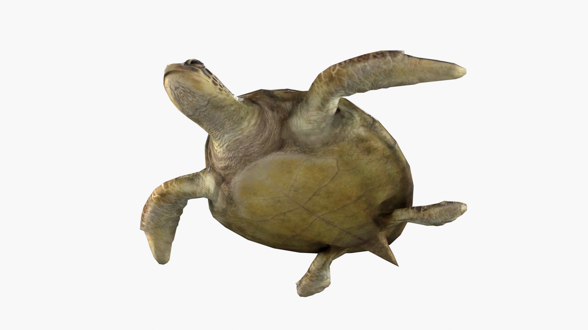 3D Model Turtle - TurboSquid 2404725